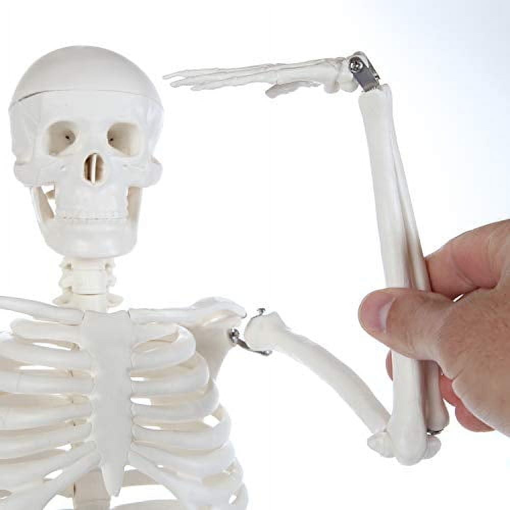 Anatomy Lab Human Skeleton Model, 34" Skeleton with Base, Movable Arms ...