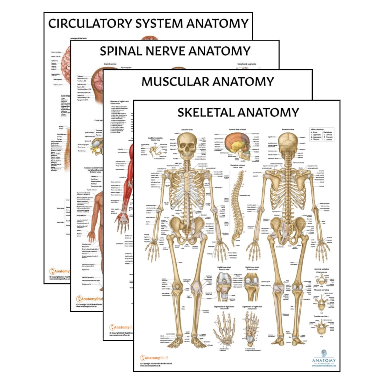 Anatomy Lab Muscular Skeletal Circulatory Spinal Indonesia | Ubuy