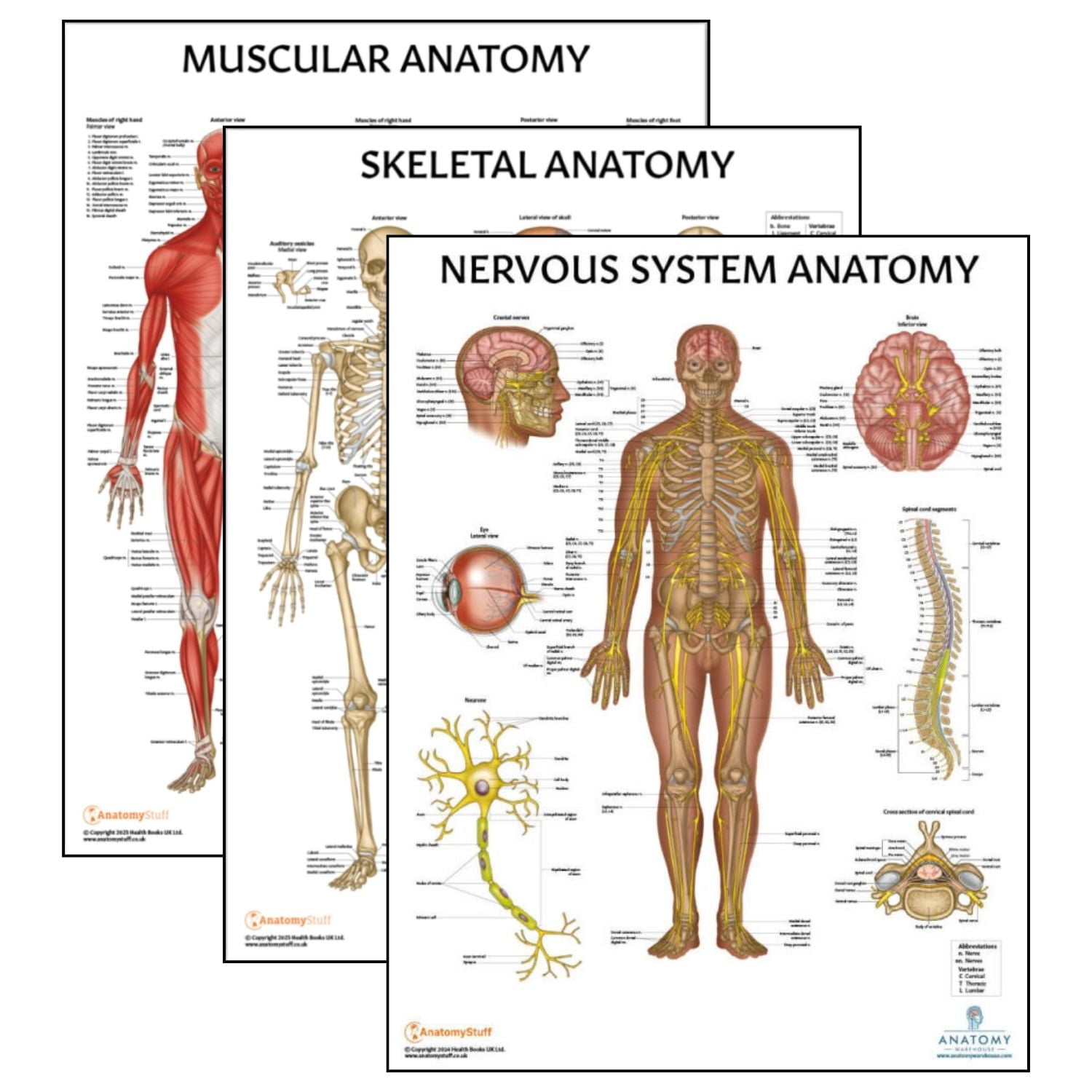 Anatomy Lab Muscular + Skeletal + Nervous Laminated Poster Set ...