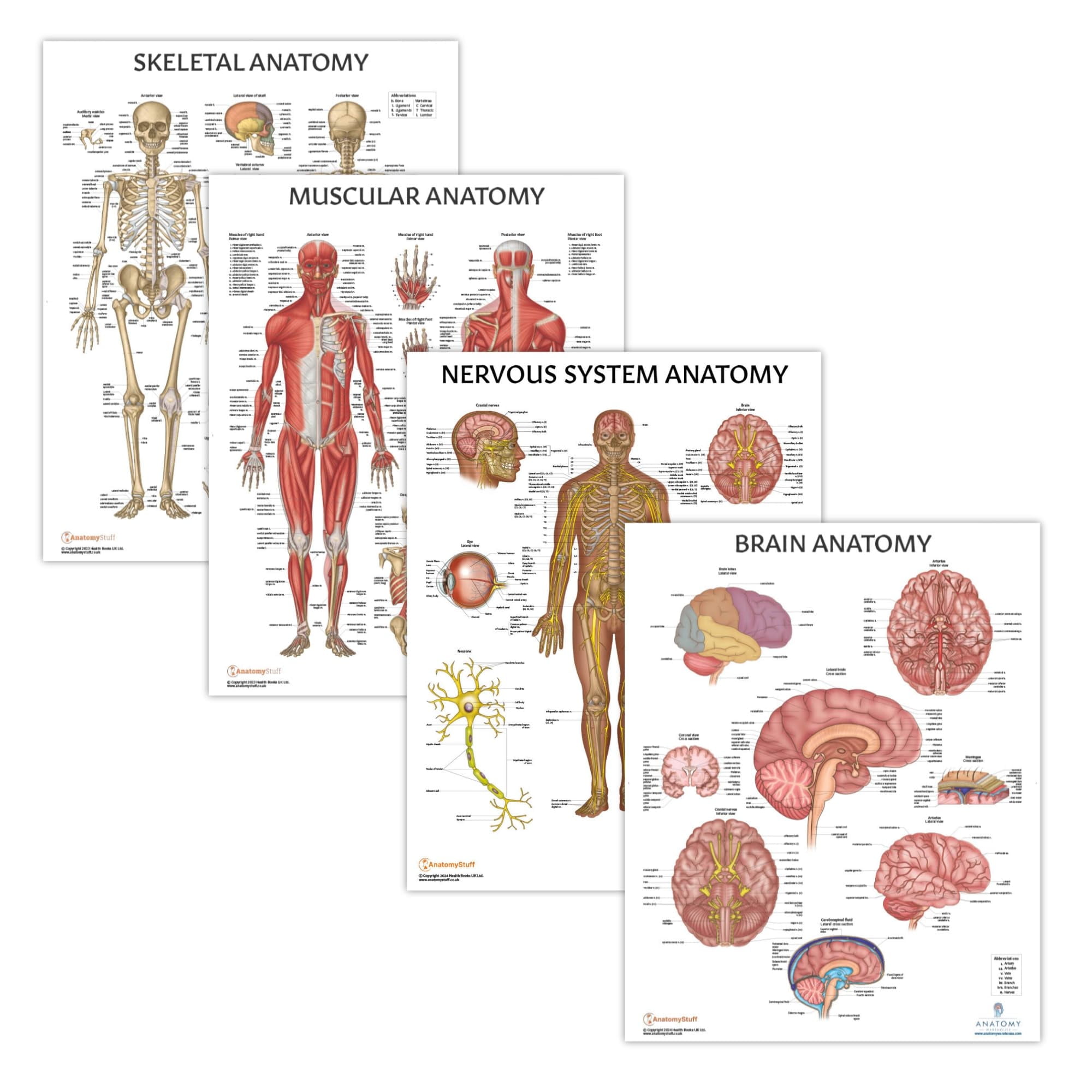 Anatomy Lab Muscular, Skeletal, Nervous Systems and Human Brain Anatomy ...