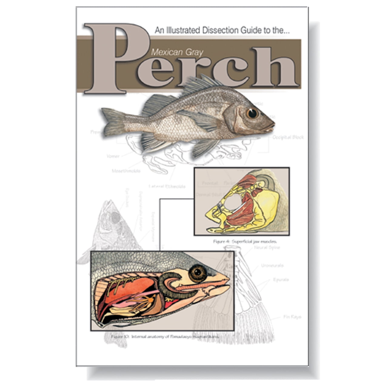 Anatomy Lab Perch Dissection Guide - Walmart.com