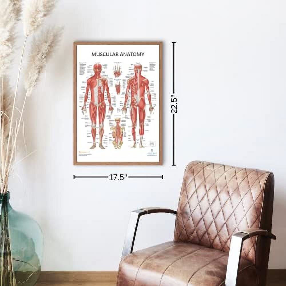 Anatomy Lab Pilates and Muscular Anatomy Poster Set - 2 PACK LAMINATED ...