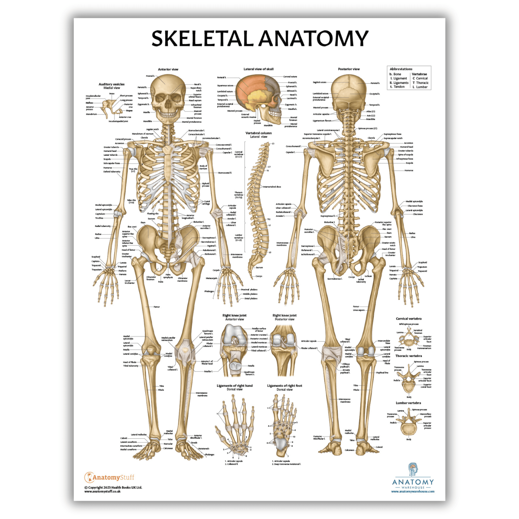 Anatomy Lab Skeletal System Laminated Poster - Walmart.com