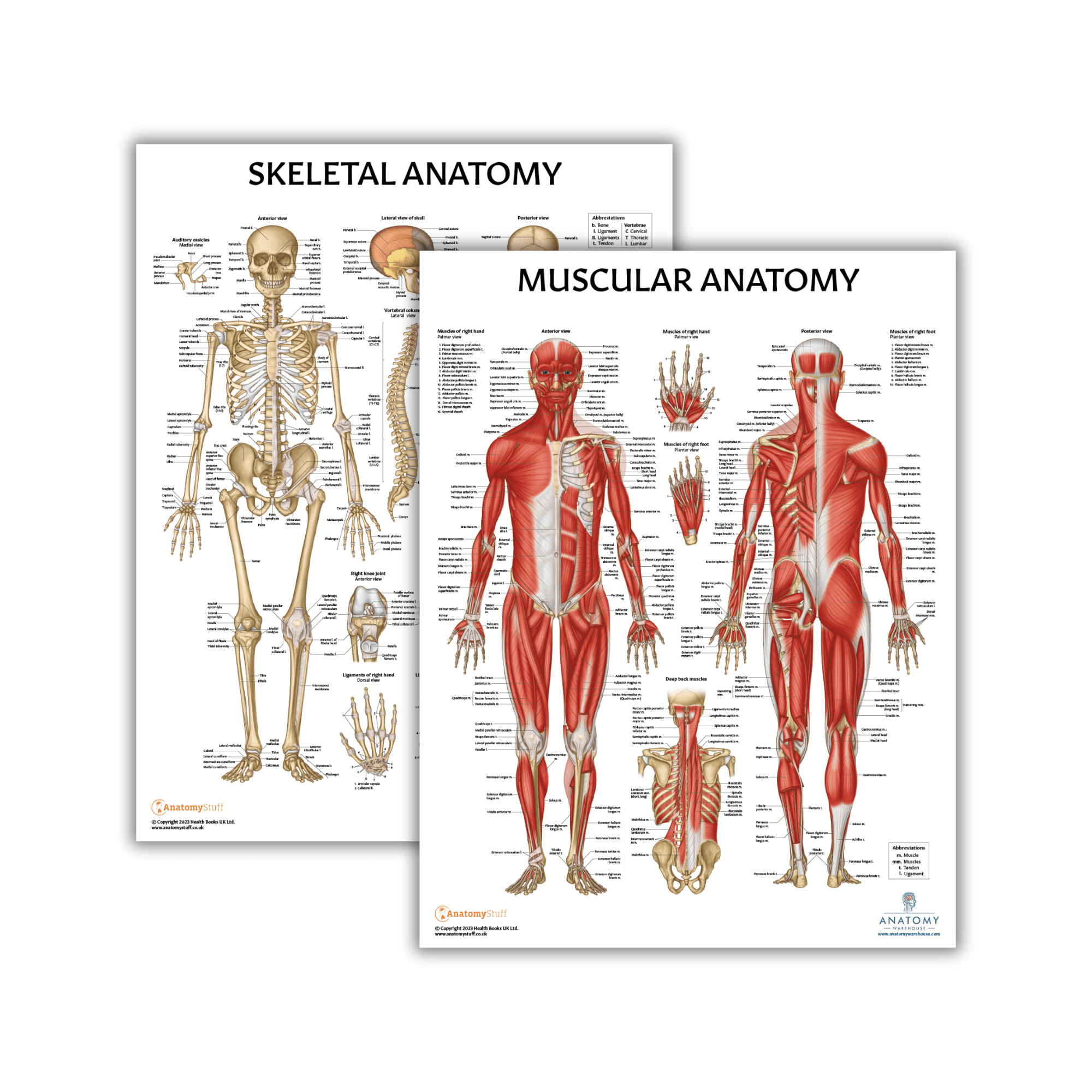 Anatomy Lab Skeletal and Muscular System Poster Set - Walmart.com
