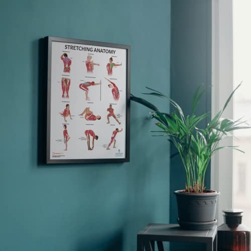 Anatomy Lab Stretching and Muscular Anatomy Poster Set - 2 PACK ...