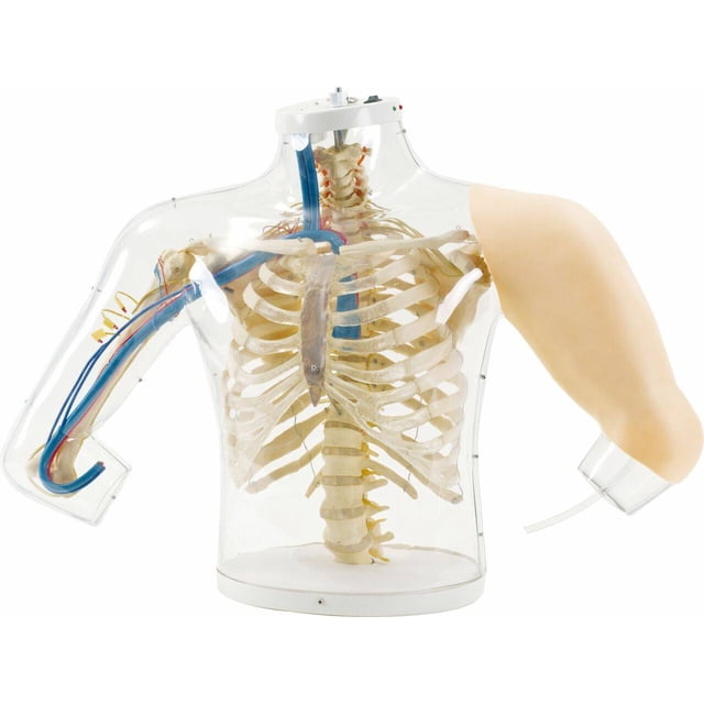 Anatomy Lab - Upper Arm Intramuscular Injection Skill Trainer for ...