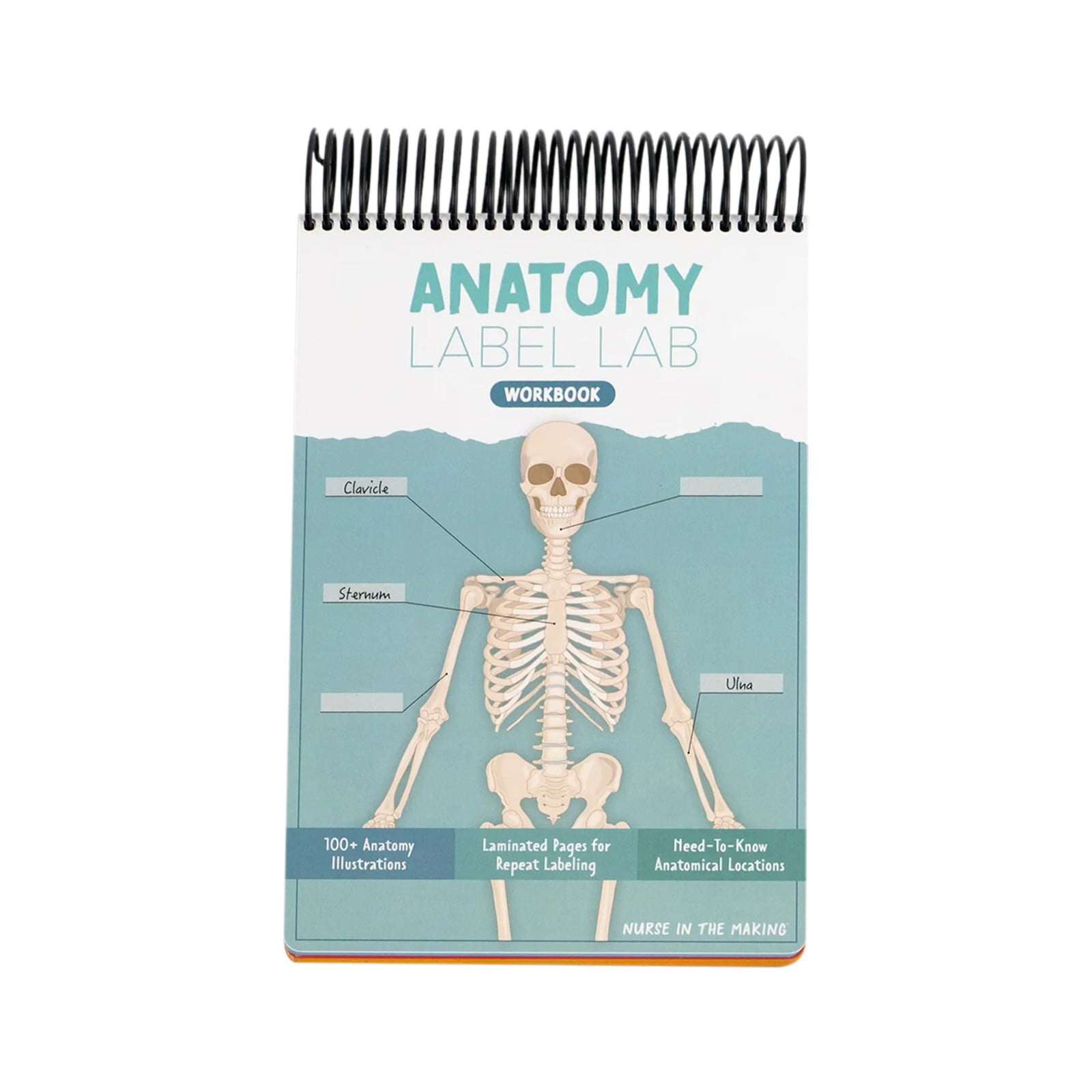 Anatomy Label Lab Workbook,100+ Full-Color Dry-Erase Pages, Interactive ...