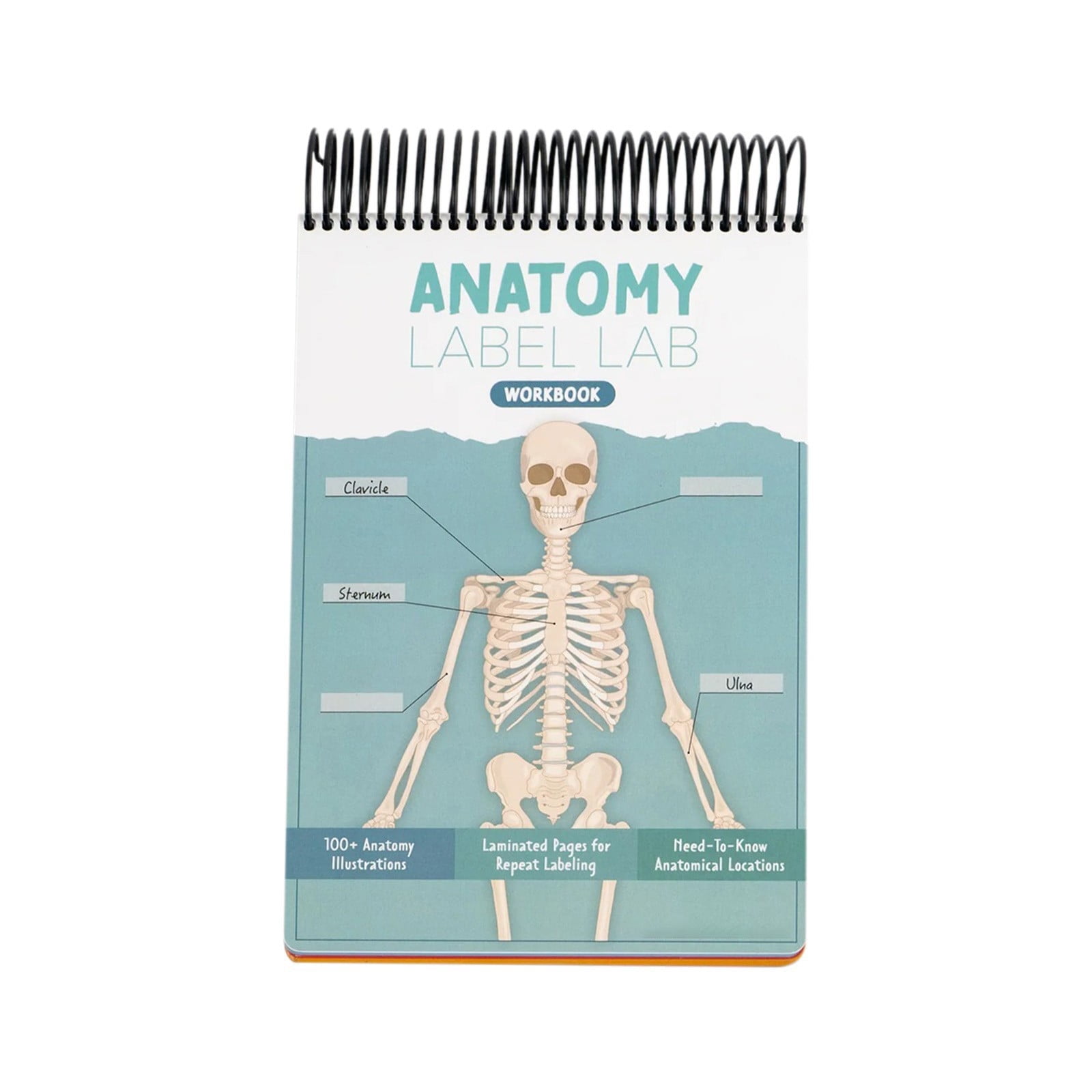 Anatomy Label Lab Workbook– 100+ Full-Color Dry-Erase Pages with Human ...