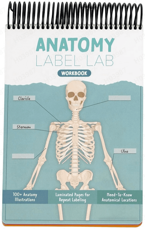 Anatomy Label Lab Workbook - Anatomy And Physiology Study Tools ...