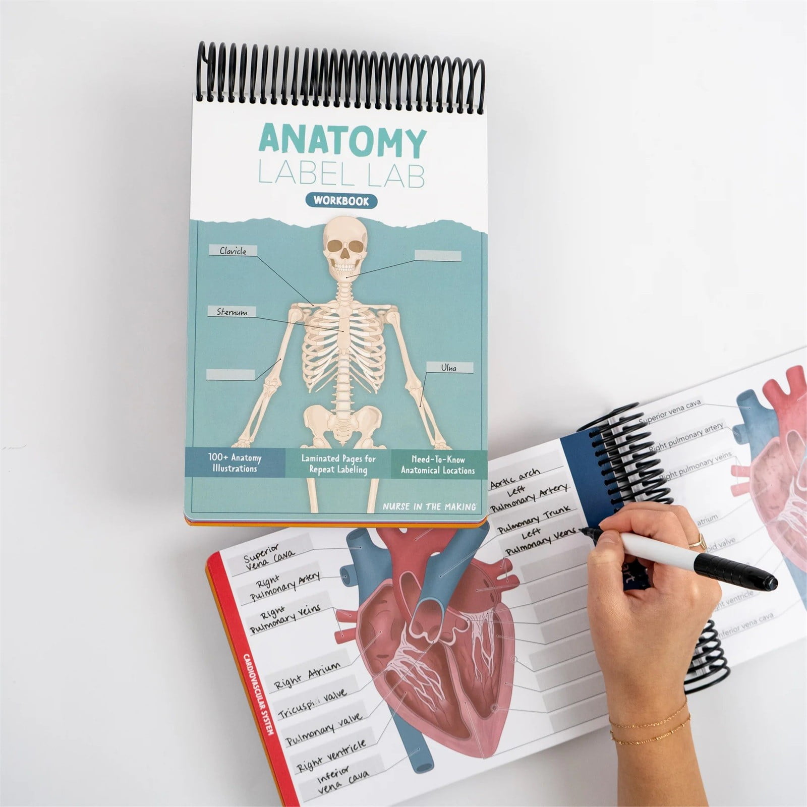 Anatomy Label Lab Workbook Anatomy Terms Workbook Human Anatomy ...