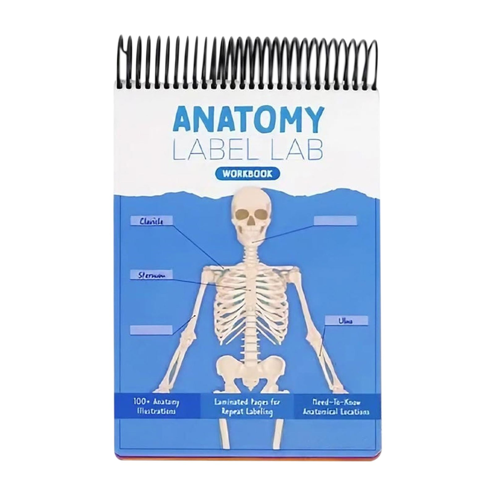 Anatomy Label Lab Workbook - Walmart.com