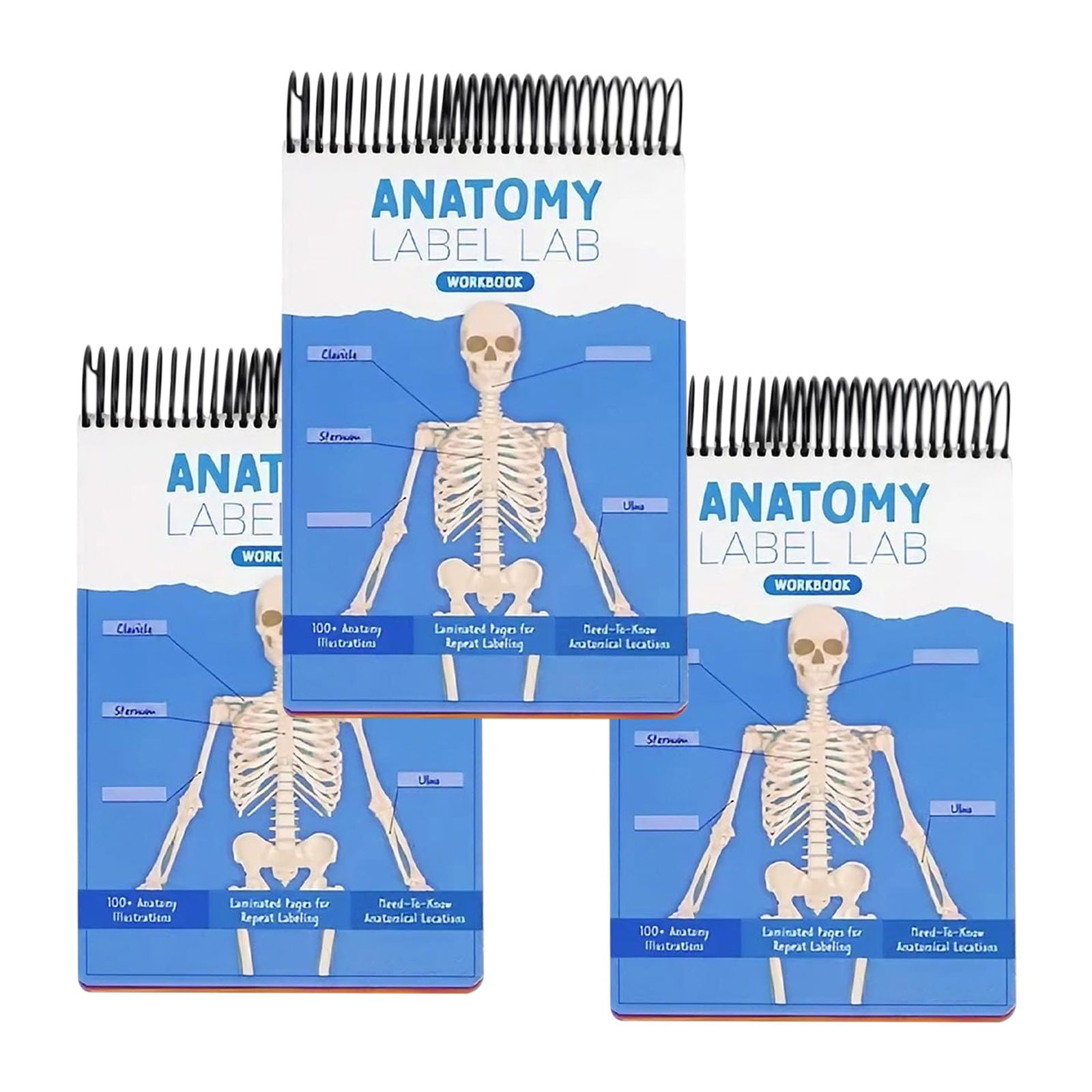 Anatomy Label Lab Workbook - Walmart.com
