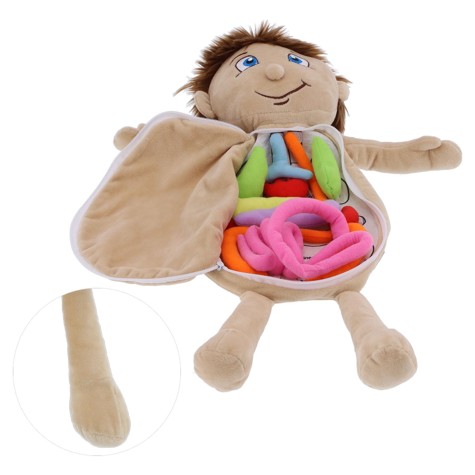 Anatomy Learning Doll Human Body Organs Physiological Educational Toy ...