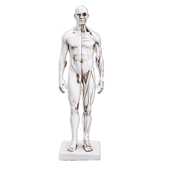 Anatomy Model Assembly Model11 inches Male Anatomy Figure, Human Body ...