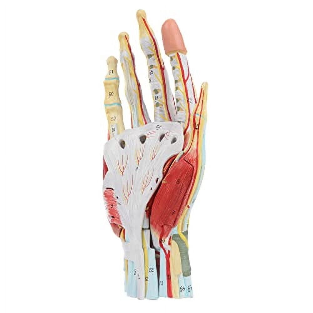Anatomy Model of Hand with Muscles, Ligaments, Nerves and Arteries | 7 ...