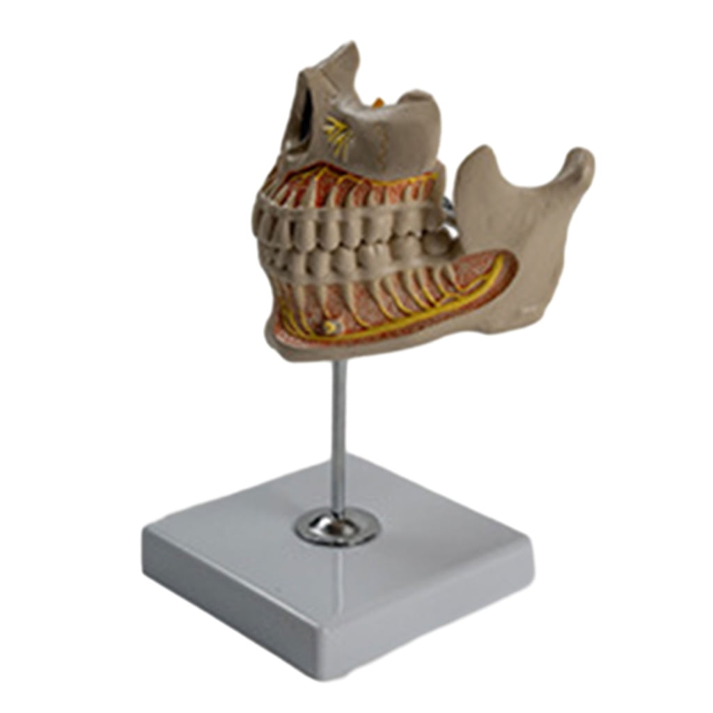 Anatomy Model, Human Permanent Tooth Anatomy Model - Walmart.com