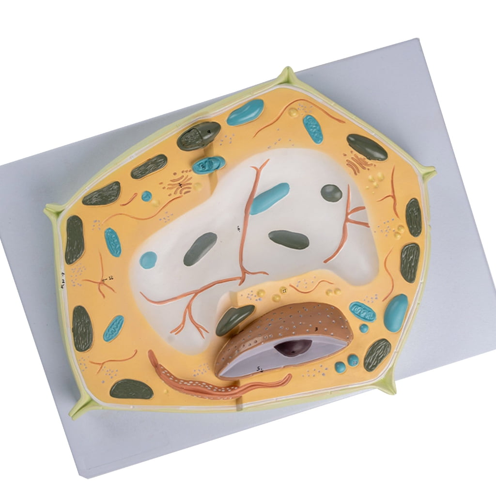 Anatomy Model Plant Cells Model Medical Anatomical Teaching Model 3D ...