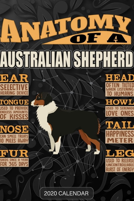 Anatomy Of A Australian Shepherd : Australian Shepherd 2020 Calendar ...