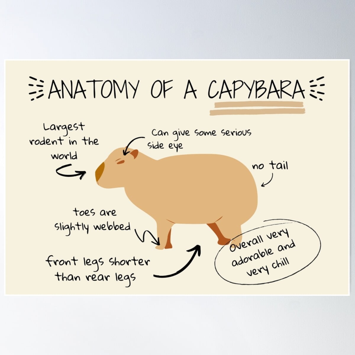Anatomy Of A Capybara Poster Wall Art, Modern Wall Decor For Living ...