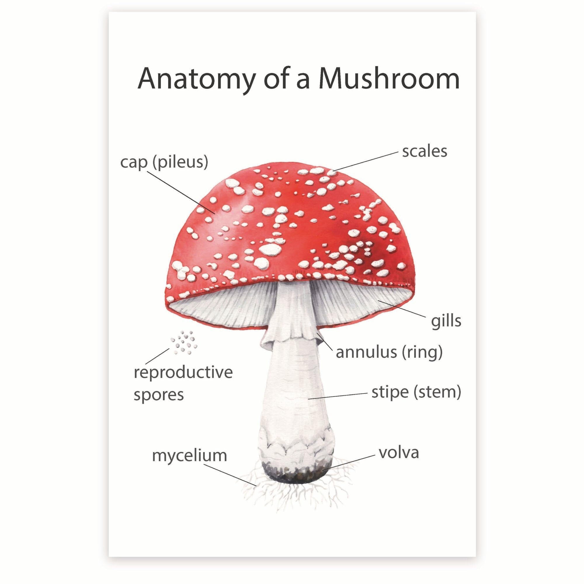 Anatomy Of A Mushroom - Fungi Anatomy Chart - Mycology Wall-Art - Fungi ...