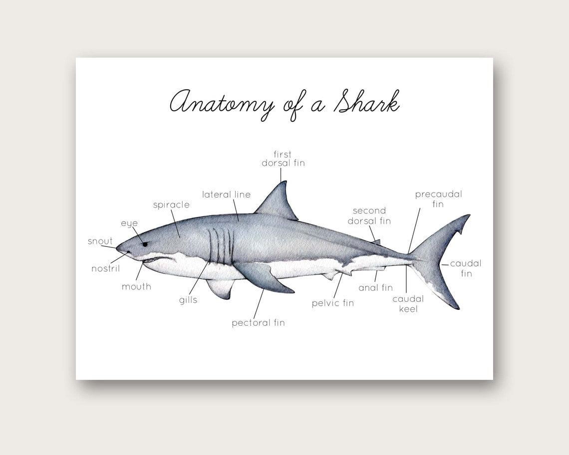 Anatomy Of A Shark Wall Art Print, Unframed Paper Poster 16x20in ...