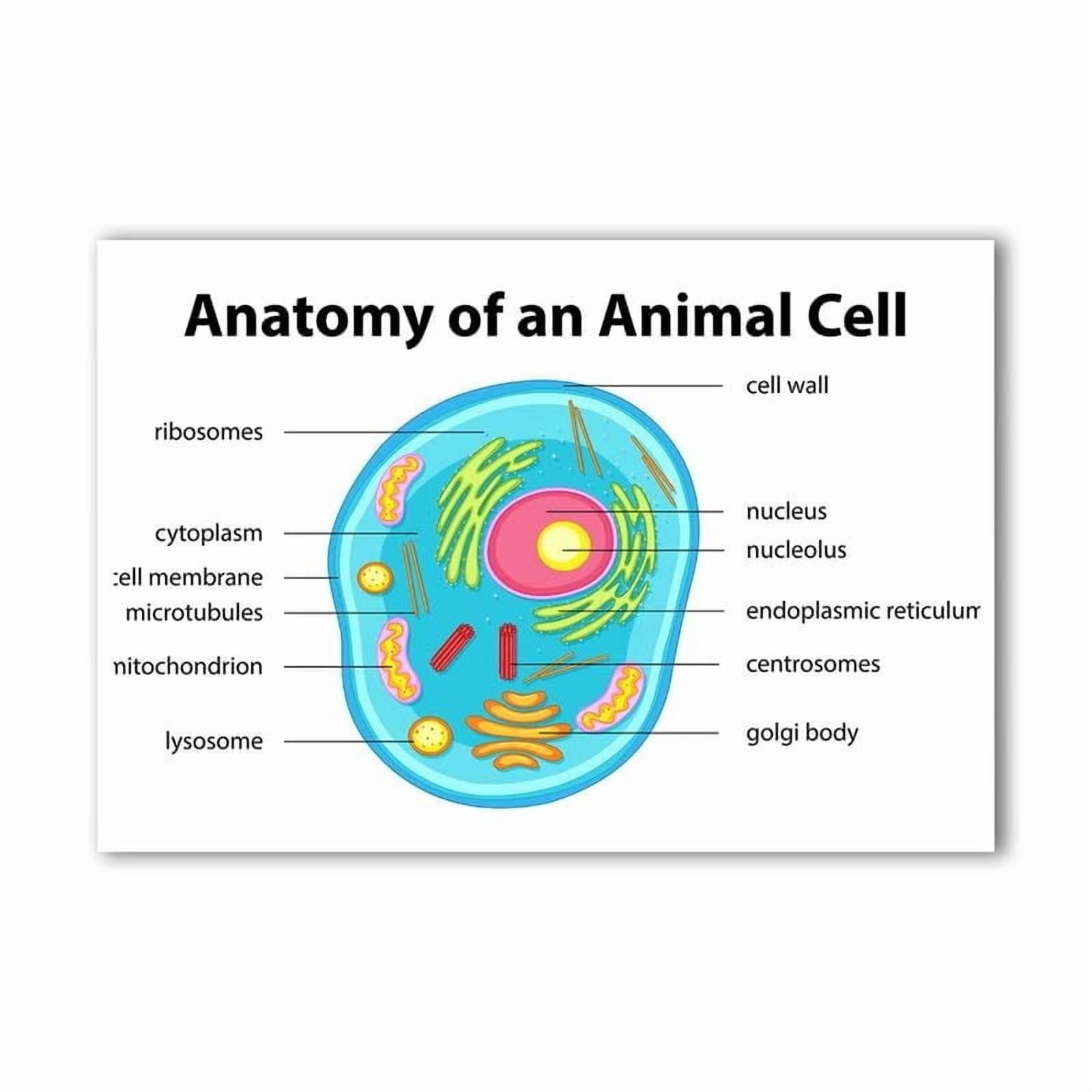 Anatomy Of An Animal Cell Poster - Science Biology Anatomy Educational ...