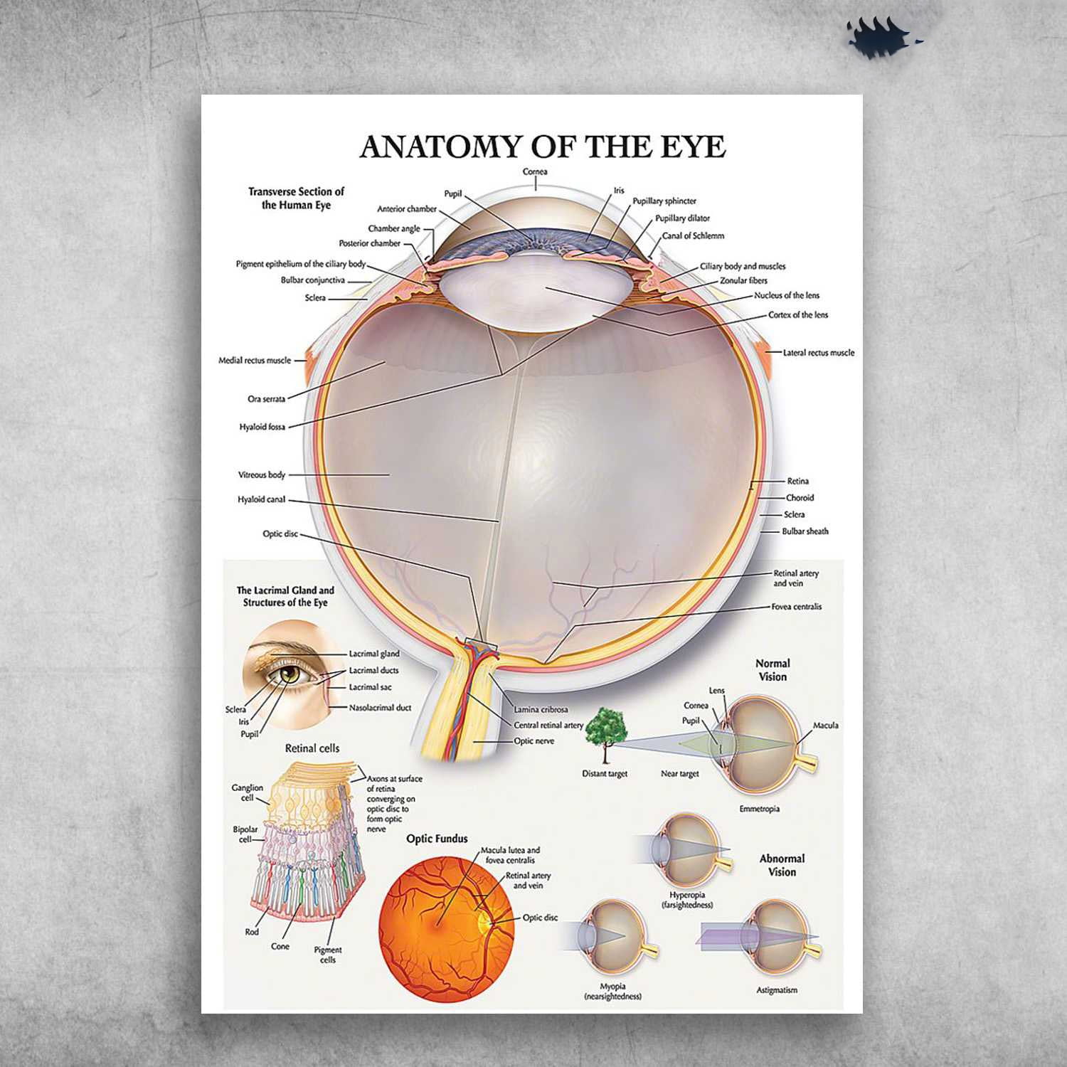 Anatomy Of The Eye, Eye Knowledge - Transverse Section Of The Human Eye ...