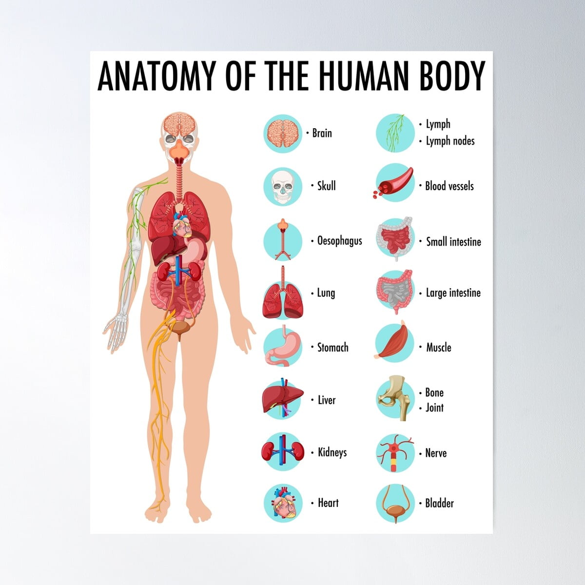 Anatomy Of The Human Body – Human Organs Educational Chart Poster Wall ...