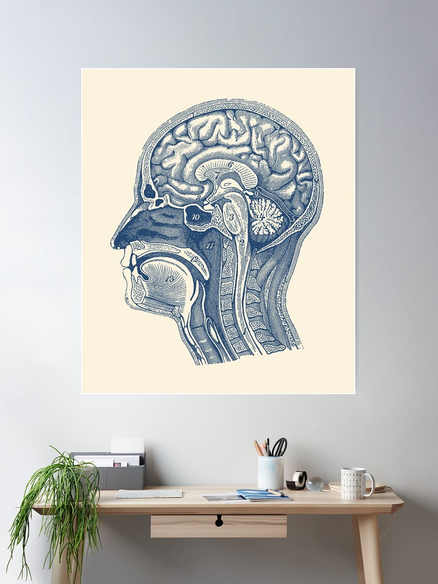 Anatomy Of The Human Brain Poster Wall Art, Modern Wall Decor For ...