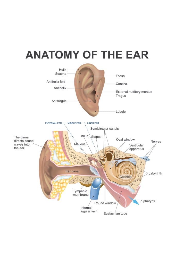 Anatomy Of The Human Ear Diagram Chart Cool Wall Art Print Poster 12x18 ...
