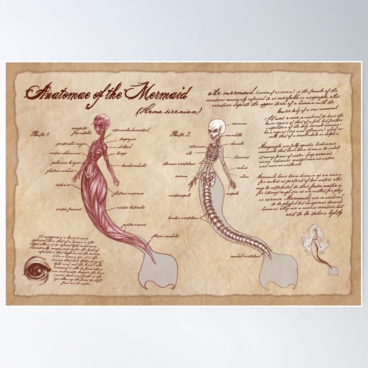 Anatomy Of The Mermaid Poster Wall Art, Modern Wall Decor For Living ...