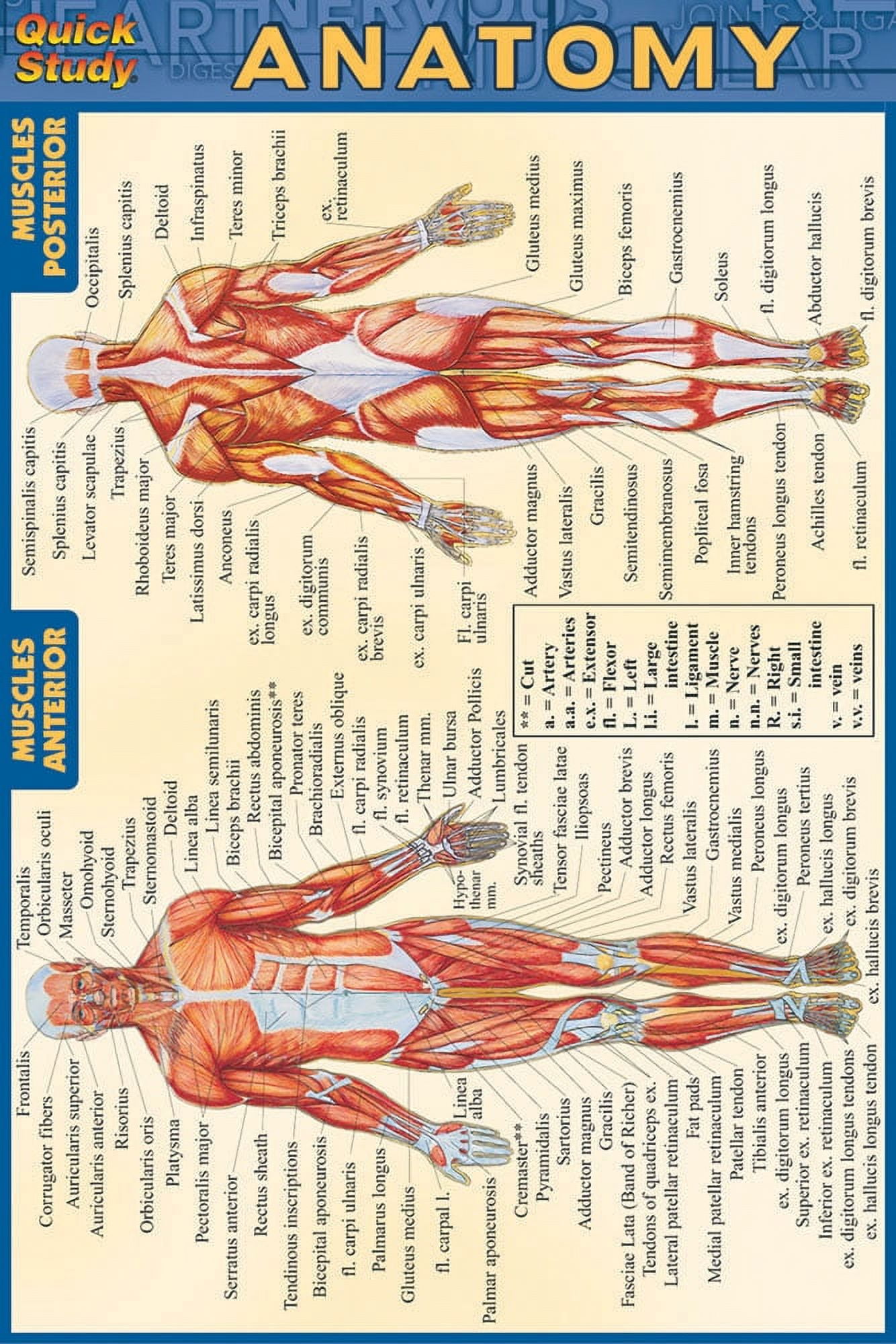 Anatomy - Pocket-Sized Reference Guide (4 x 6) (Other) - Walmart.com