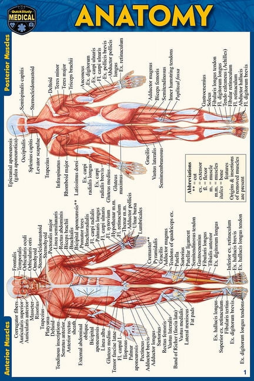 Anatomy Pocket-Sized Reference Guide (4x6 inches) (Edition 2) (Other ...