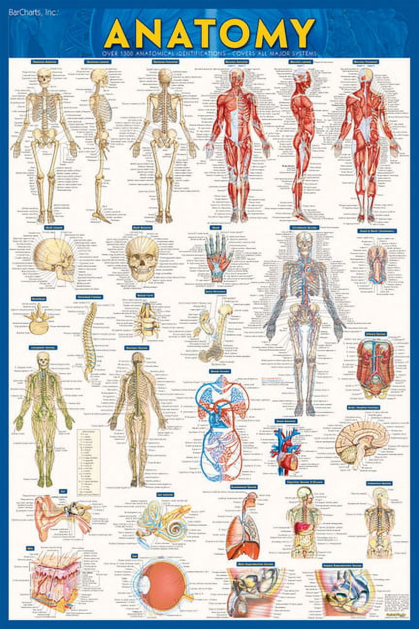 Anatomy Poster (24 x 36) - Paper : a QuickStudy Reference (Edition 2 ...