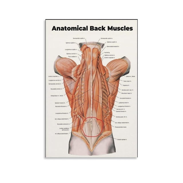 Anatomy Poster Anatomical Back Muscles Poster Muscular Canvas Wall Art ...