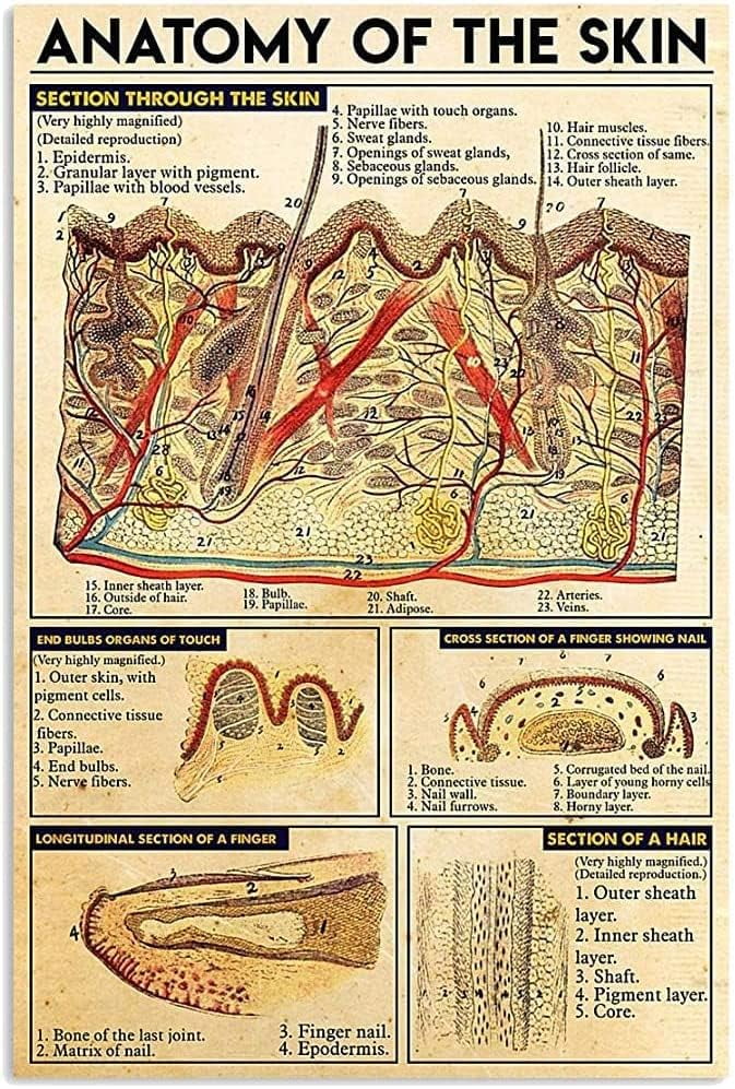 Anatomy Of The Skin Metal Signs Wall Decor Human Skin Knowledge Posters ...