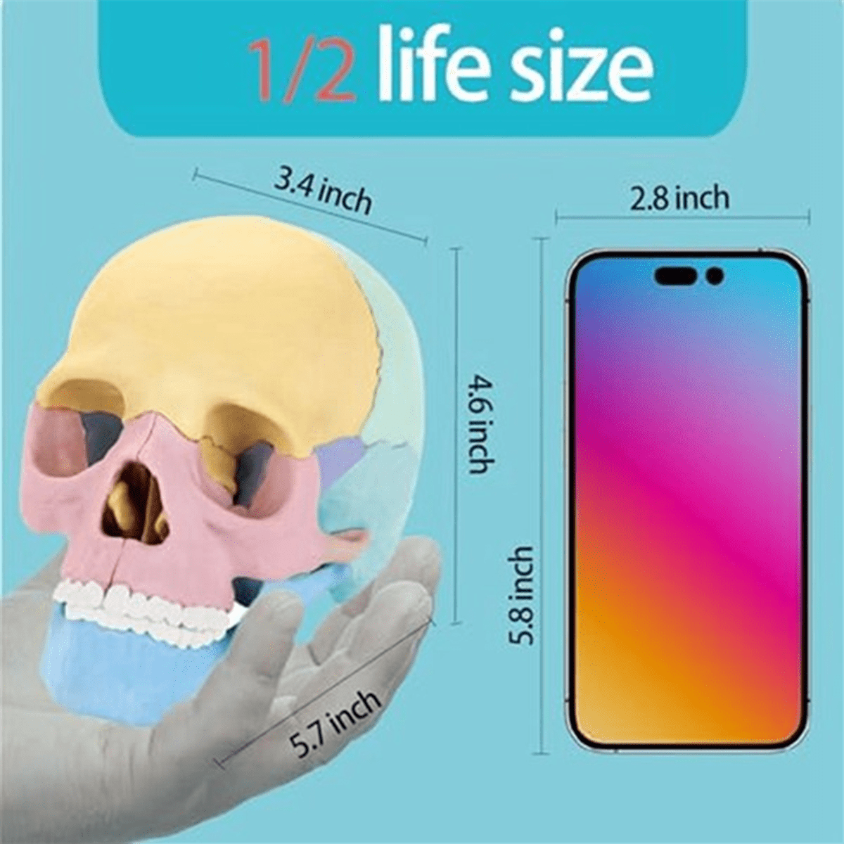 Anatomy Skull Model, Human Anatomy Skull Puzzle, Detachable Mini Human ...