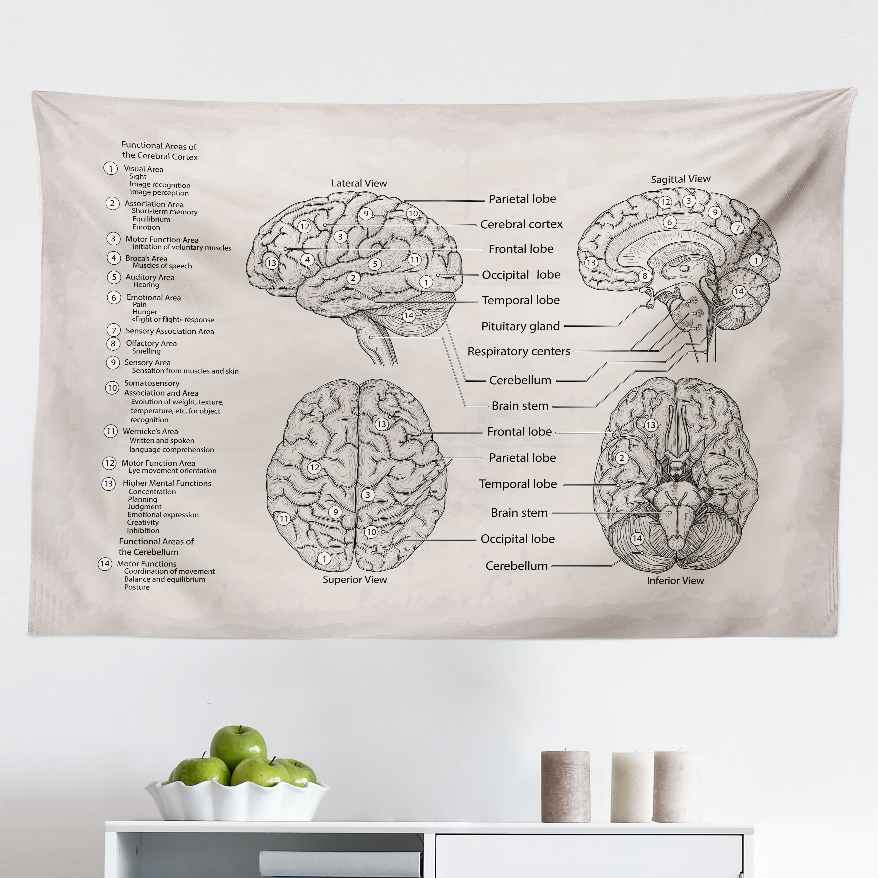 Anatomy Tapestry, Biology Neurological Cells Info Graphic Brain Scheme ...
