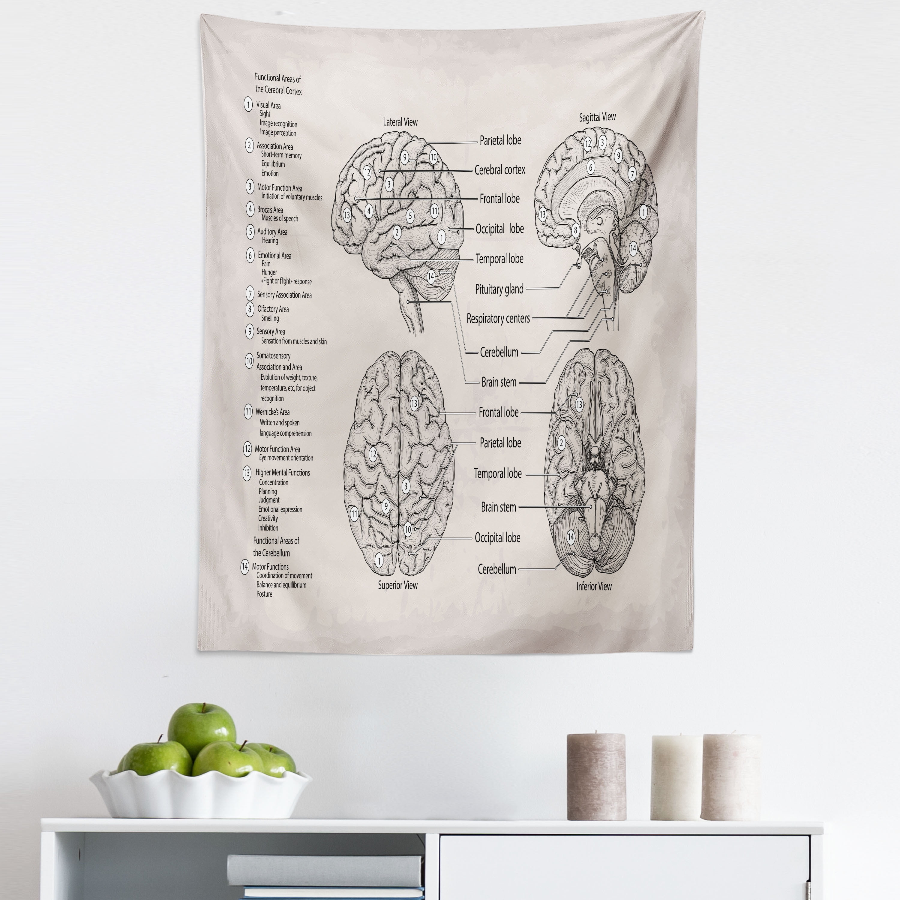 Anatomy Tapestry, Science Biology Diagram of Human Brain Illustration ...