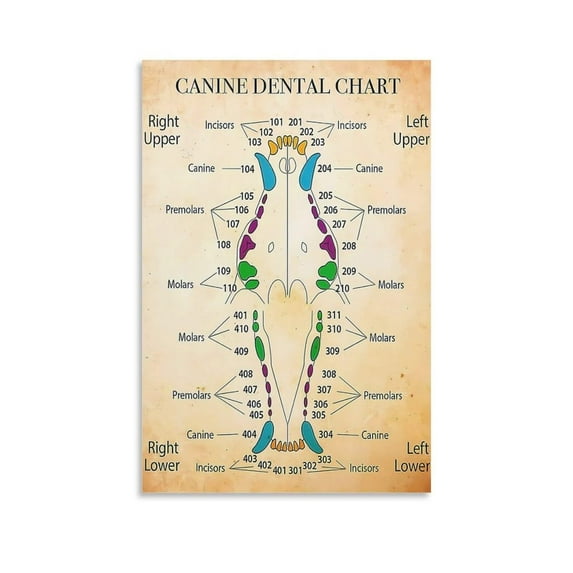 Anatomy Wall Art, Canine Dental Chart Knowledge Poster, Landscape ...