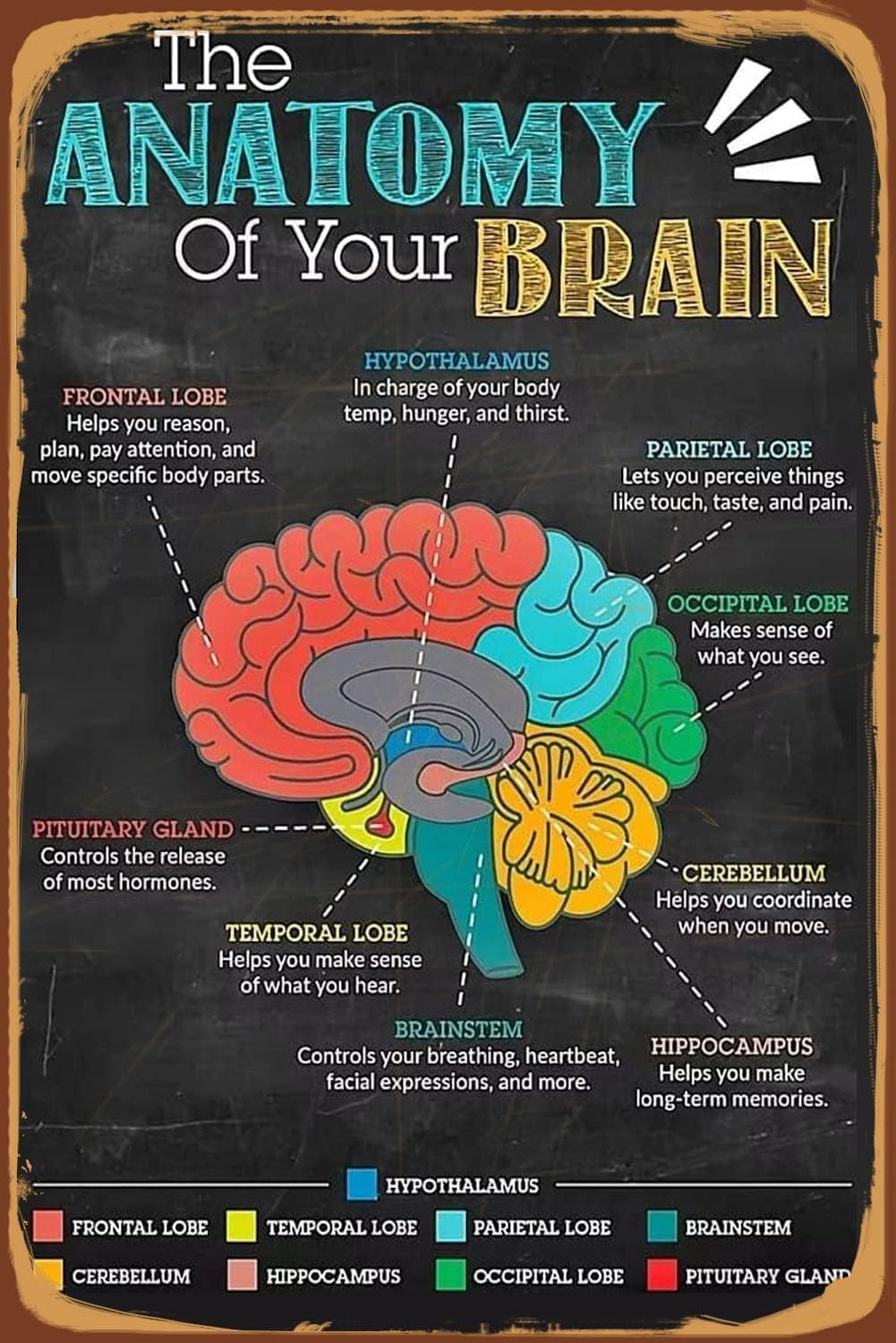 Anatomy Your Brain Knowledge Metal Tin Signs Vintage Brain Knowledge ...