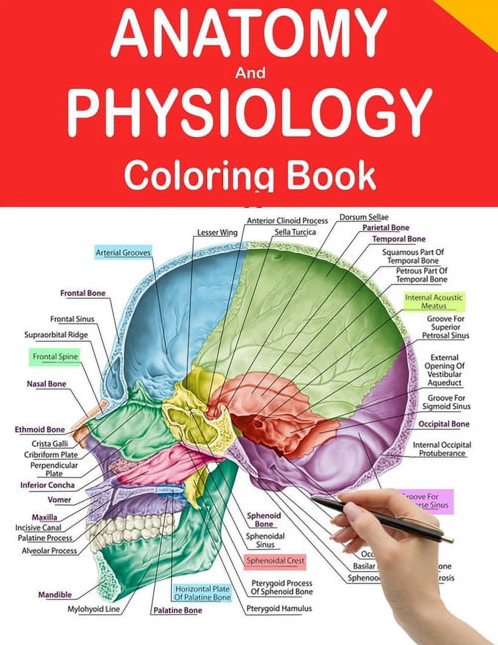 Anatomy and Physiology Coloring Pages PDF: A Fun Way to Learn