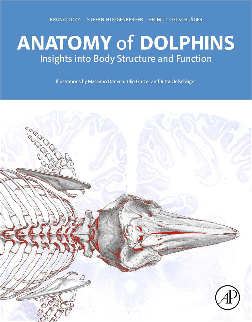 Anatomy of Dolphins - Walmart.com