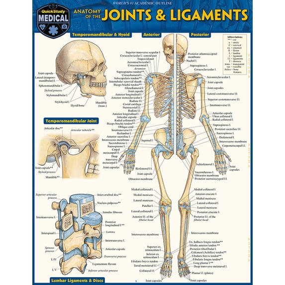 Anatomy of Joints & Ligaments: A Quickstudy Laminated Reference Guide ...