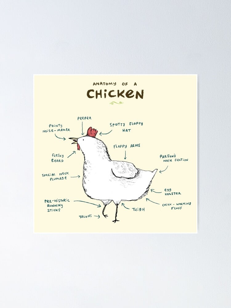Anatomy of a Chicken Fashion Art Decor Frame - Walmart.com