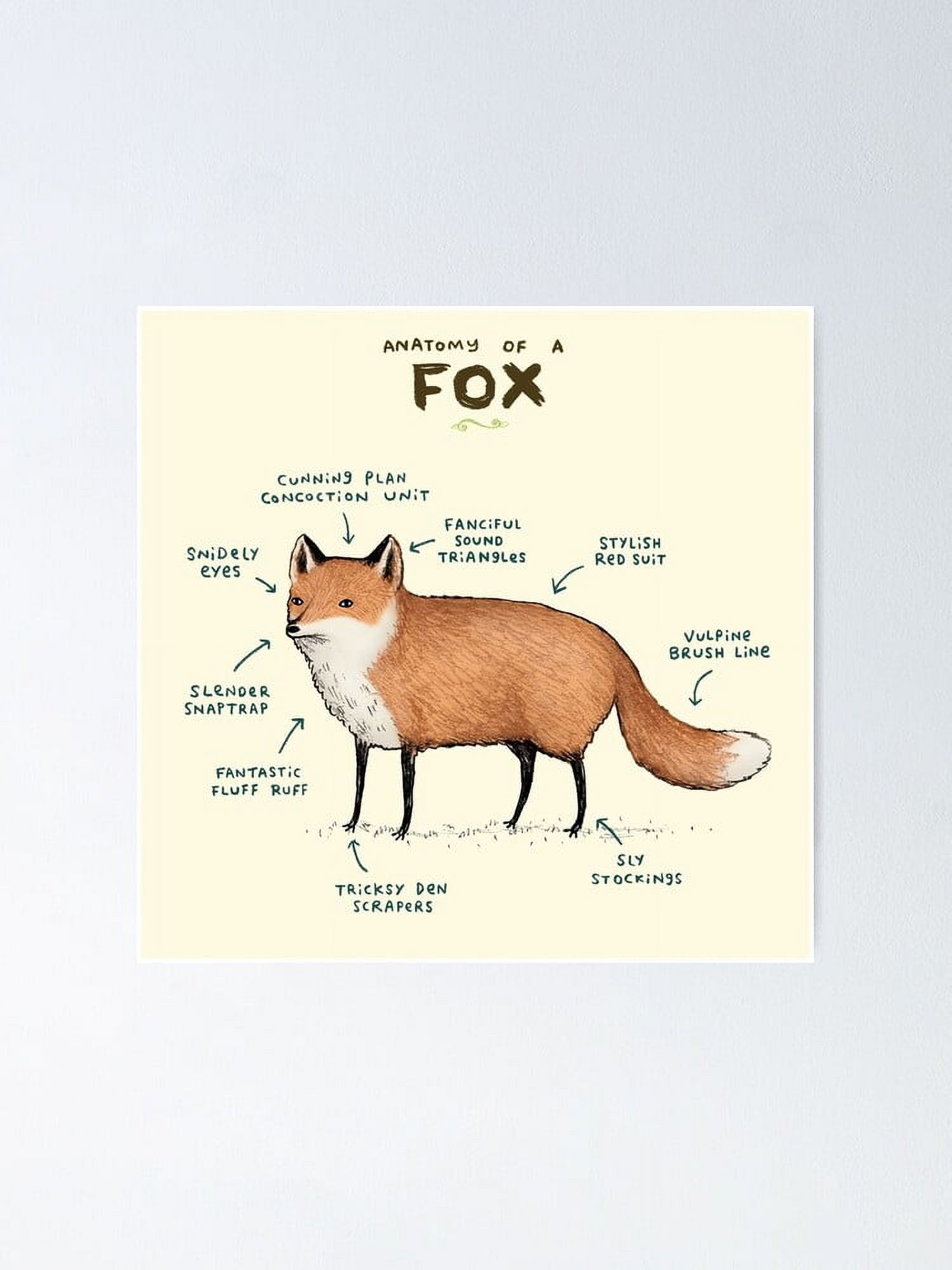 Anatomy of a Fox Fashion Art Decor Frame - Walmart.com