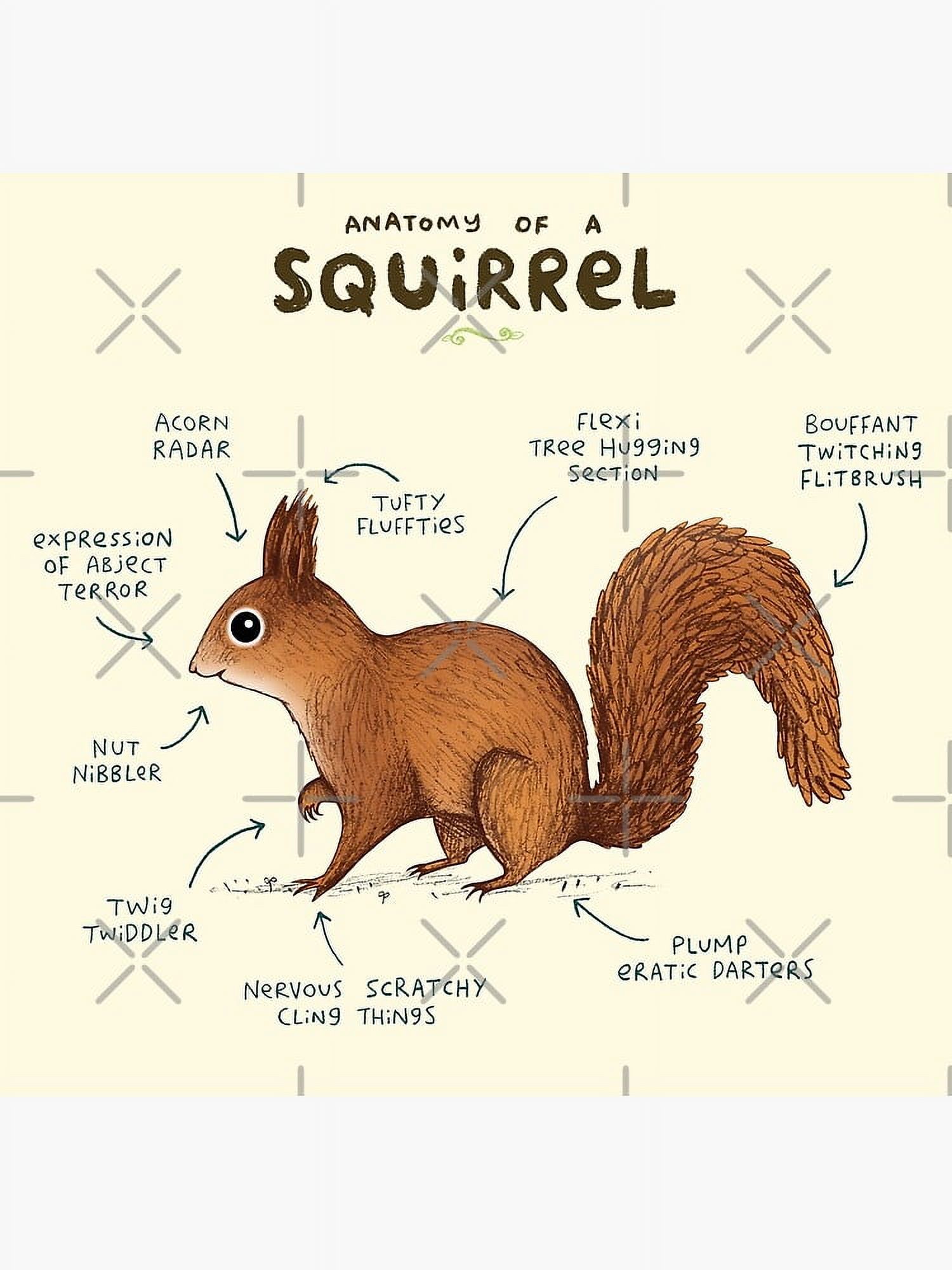 Anatomy of a Squirrel Poster Framed-unframed - Walmart.com
