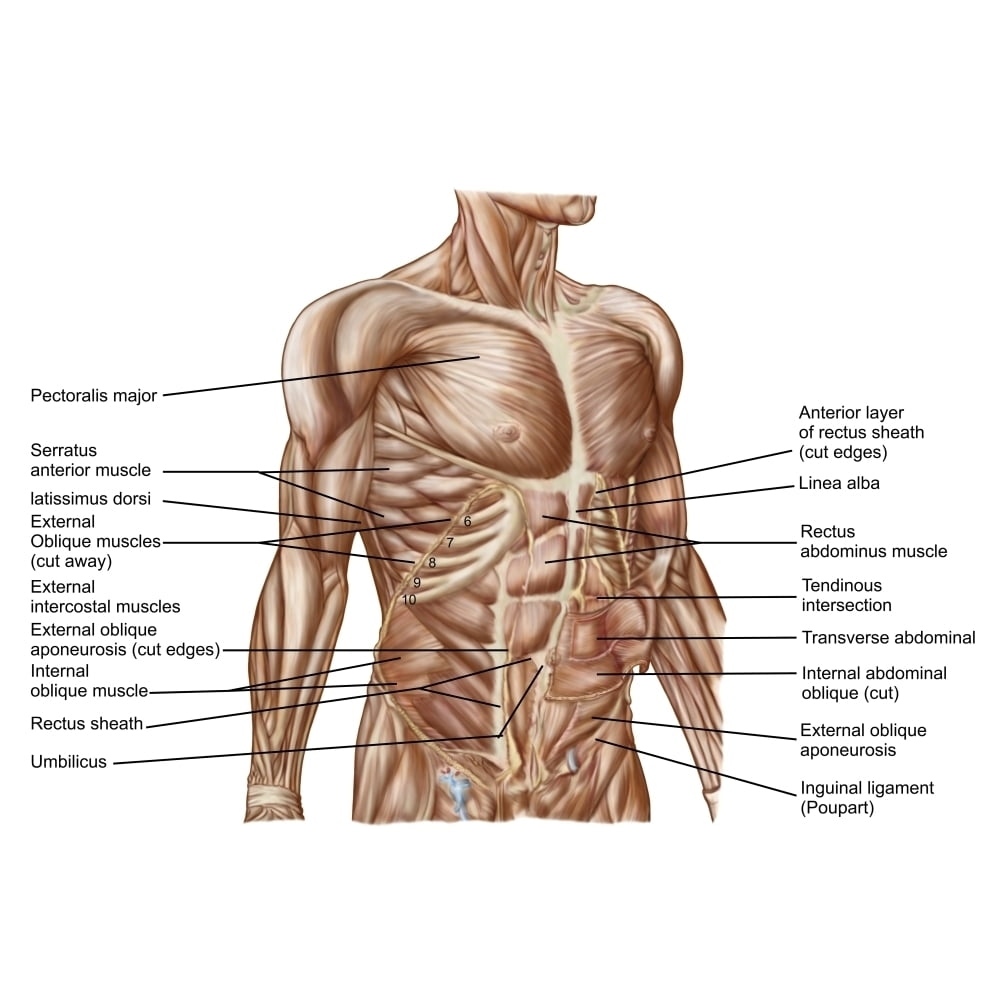 Anatomy of human abdominal muscles Poster Print - Walmart.com