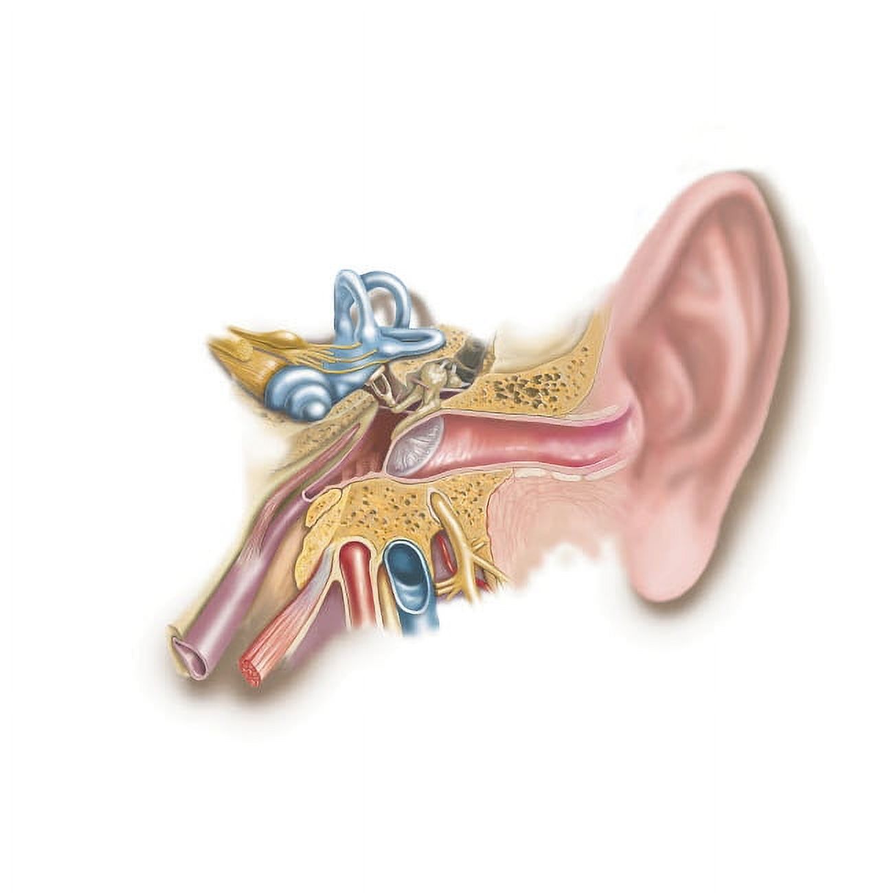 Anatomy of human ear Poster Print by TriFocal Communications/Stocktrek ...