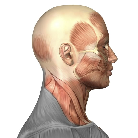 Face Anatomy Muscles